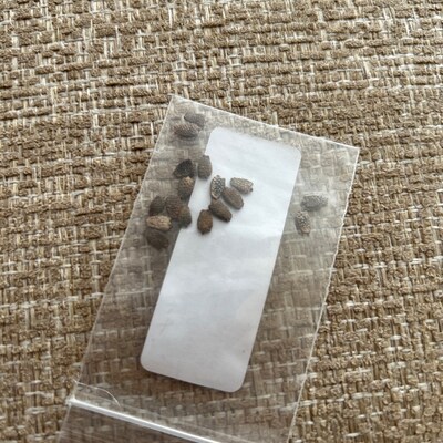 Pinus Patula Ocote Nacho Mexican Weeping Pine 30 Seeds - Etsy