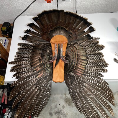 Turkey Tail/wing Mount. - Etsy