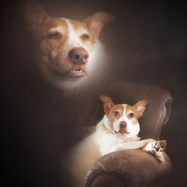 Custom 80's Retro Pet Portrait - Single Pet Oval Frame - Handcrafted ...