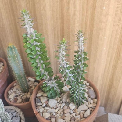 False Ocotillo 2 Plants, Fully Rooted, Procera, Drought Resistant ...