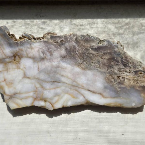 FOSSIL PACKS, 7 Fossils, Fossilized Corals, Fossilized Shells, Dogtooth ...