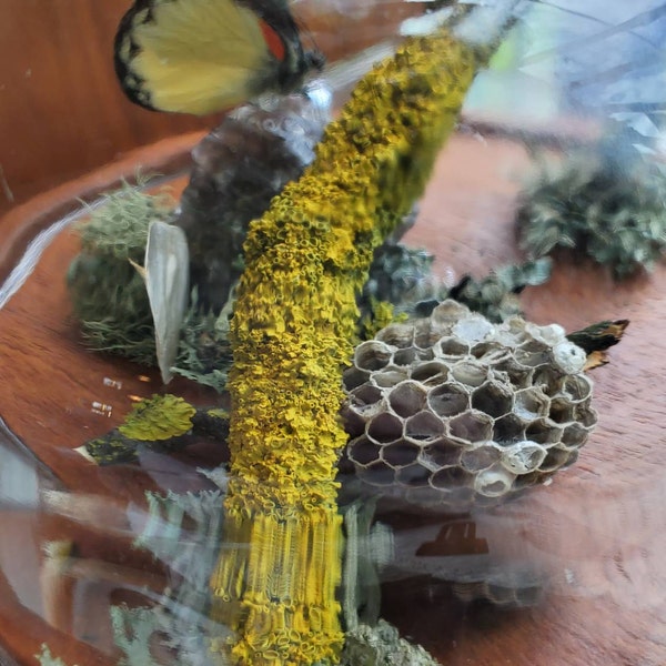 30+ DAMAGED Wasp Nests, 3" and Smaller,damaged Wasp Nests,natural ...