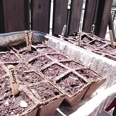 Malabar Spinach, Green, Alugbati, Vietnamese Spinach, Pui, Poi Saag ...