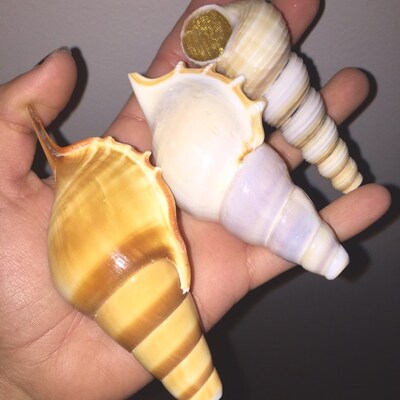 The Magic Conch Mini Size Caramel by Shellpipe free Pipe & Screens W ...