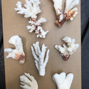 Assorted Coral-5 Pieces-asst Sizes-real Coral Pieces-coral Decor-beach ...