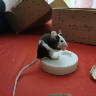 Mouse Climbing Rope - Etsy