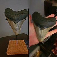 Megalodon Shark Tooth Stand Custom Metal Bracket on a Wood Base to ...