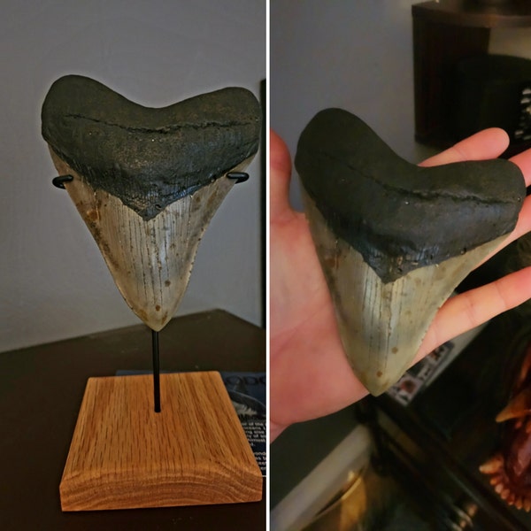 Megalodon Shark Tooth Stand - Custom Metal Bracket on a Wood Base to ...
