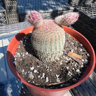 Arizona Rainbow Cactus, Rainbow Hedgehog Cactus, Echinocereus ...