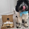 Letterbox Dog Treat Box: Gourmet Puppy Dog Gift With Free UK Delivery ...
