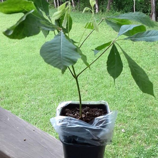 Sunny Goldenrod (solidago Spp.) US Native Plant & Keystone Species for ...