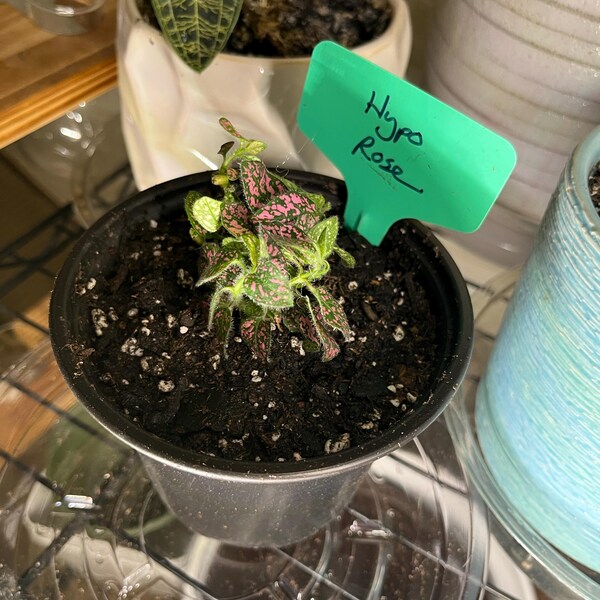Chester Fern Starter Plant (ALL STARTER PLANTS Require You to Purchase ...