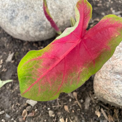 Caladium Buck 5 Tubers Tropical Look, Thrives in Heat and Humidity - Etsy