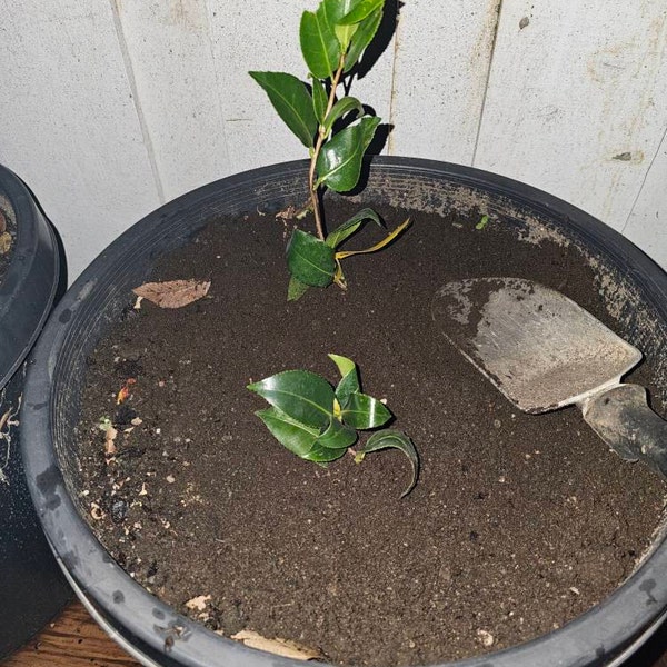 Mini Blues Blueberry Bush - 1 Live Plant- TLMAGIC - Etsy