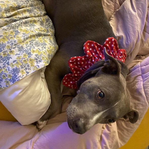 Dog Bandana PDF Sewing Pattern Unique Flower Power Elasticated Dog ...