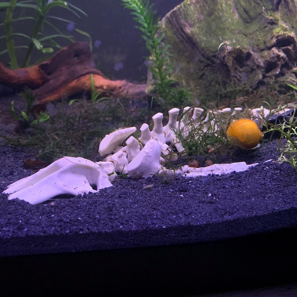 Model Whale Skeleton Aquarium Decoration - Etsy