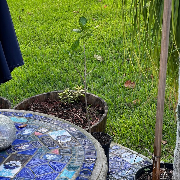 Pinus Patula Ocote Nacho Mexican Weeping Pine 30 Seeds - Etsy