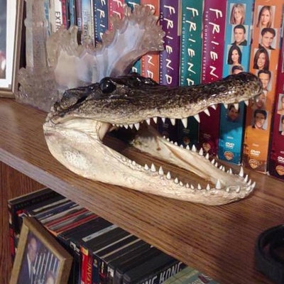 ALLIGATOR BONE DUST Voodoo, Hoodoo, Wicca, Gothic, Oddity - Etsy