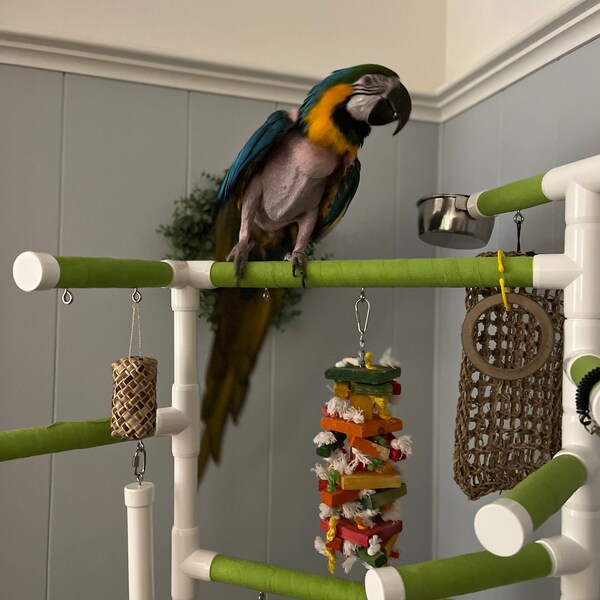 THE ULTIMATE INDULGER: Fun Play Gym and Play Stand for Amazons ...