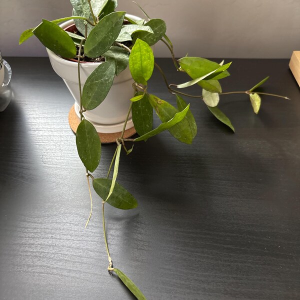 Marble Queen Pothos Epipremnum Aureum 4 From Myplants - Etsy