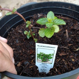 Aztec Sweet Herb Lippia Dulcis Plant - Etsy