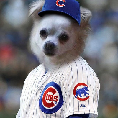 Custom Kylo Ren Pet Portrait . Star Wars Pet Portrait . Custom Pet ...