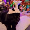 MATCHING SET - Hand Knitted Strawberry Cat Hat With 2 Matching Hats for ...
