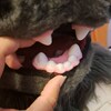 Rounded Fursuit Teeth Set - Etsy