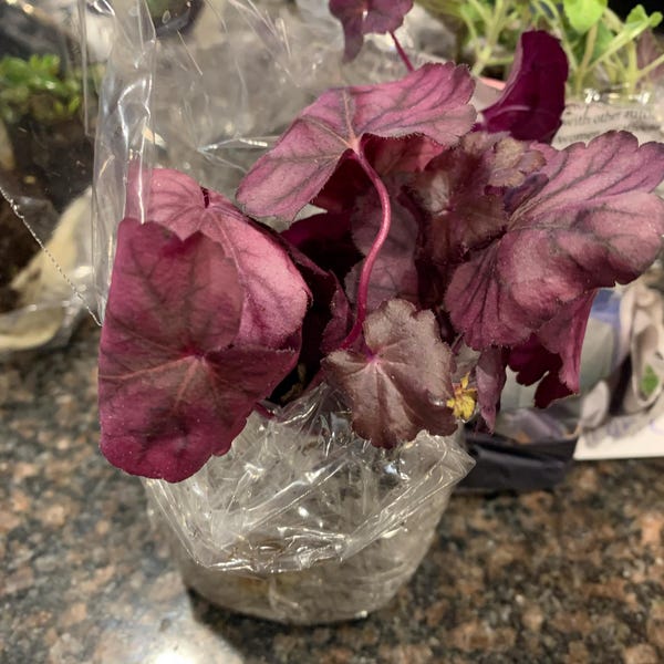 True Love Lenten Rose Rare Flowering Perennial Live Plant Lenten Rose ...