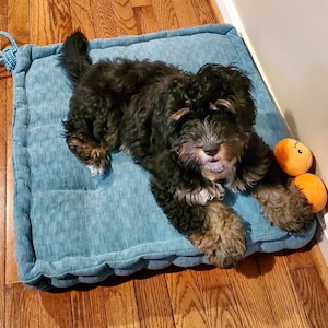 Samosa Plush Chew Toy for Pets - Etsy