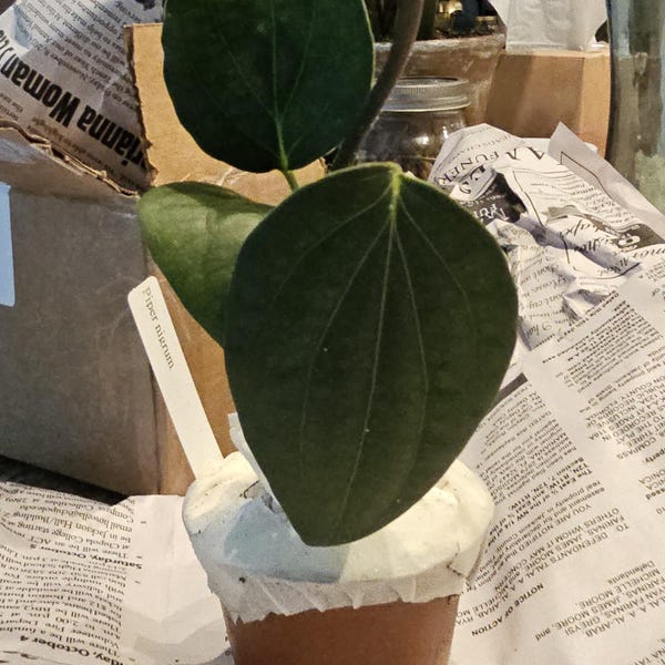 Spathoglottis Plicata, Easy to Grow Terrestrial Orchid. Rooted Plant ...