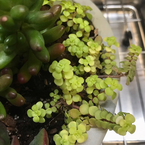 Sedum Makinoi, Ogon Sedum, Stonecrop 2 Inches Pot - Etsy