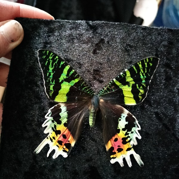 Real Sunset Moth, Urania Riphaeus, Spread for Your Project or Laminated ...