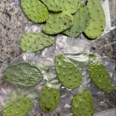 6 Spineless Thornless Edible Nopales Prickly Pear Cactus Pads Young ...