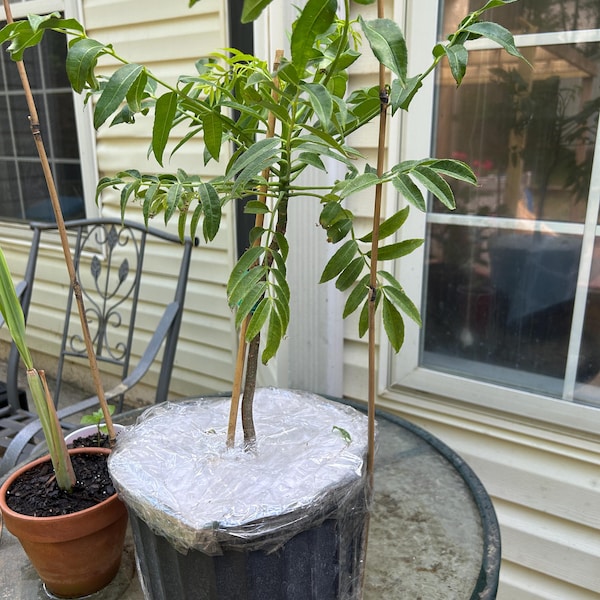 June Plum Dwarf, Ambarella Fruits, Jewel Plums in 10" Pot, Kedondong ...