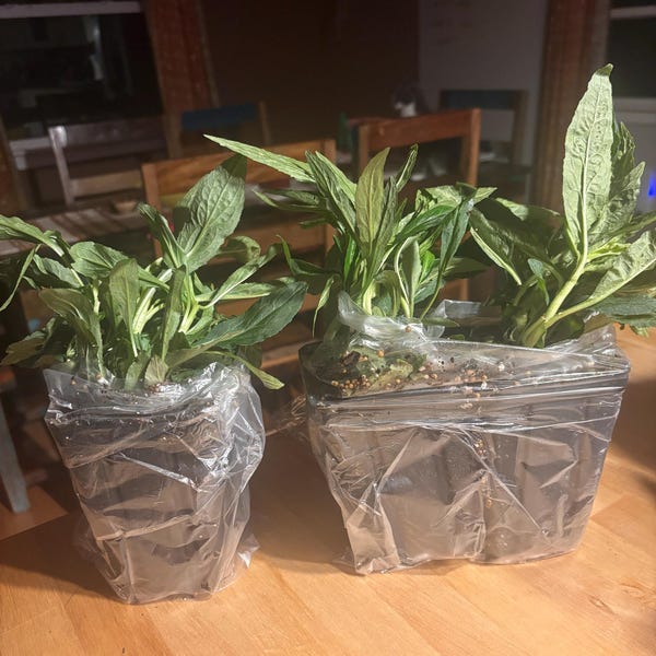 Sunny Goldenrod (solidago Spp.) US Native Plant & Keystone Species for ...