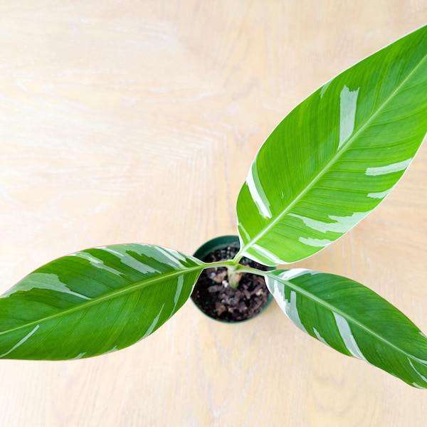 Variegated Musa Florida Banana Tree - Rare Exotic Tropical Indoor ...
