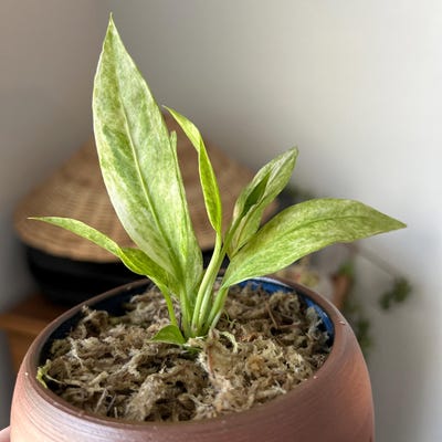 Anthurium Papillilaminum red Stem luxurians preorder 6108P:G Us-based ...