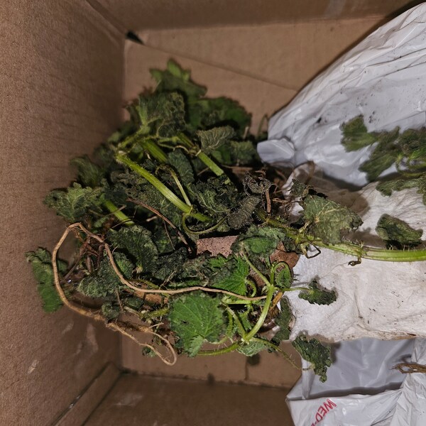 Golden Yellow Goji Berry Plants Wolf Berry Organic Superfood Yellow ...