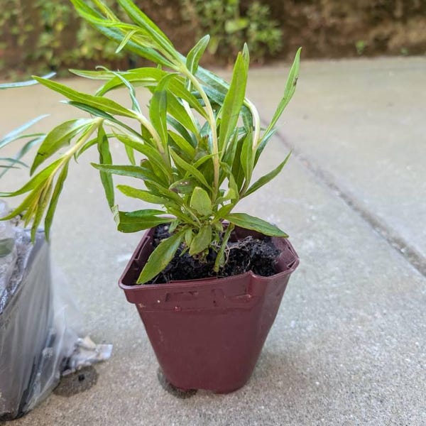 Iris Ensata 'hatsu Kagami' | Pink Japanese Water Iris | Elegant Summer ...