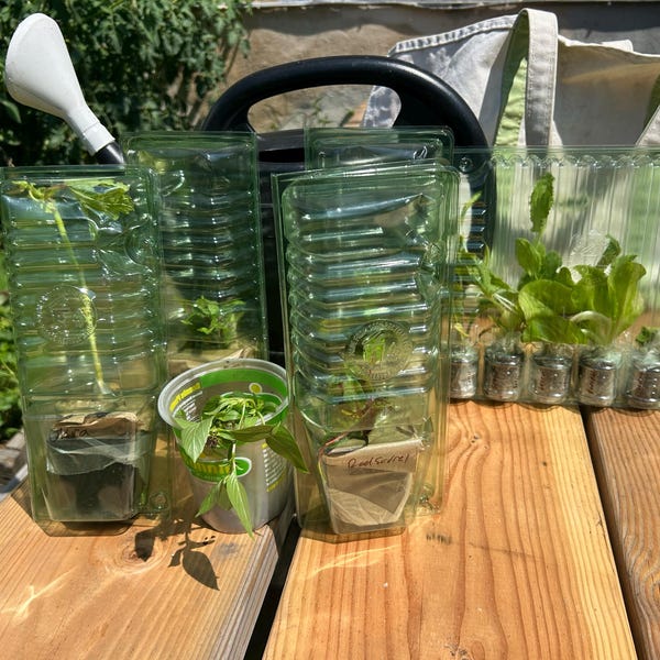 Sage Live Plant - Seedlings/plugs and Plants - 3"- 12" Tall - 30-60 ...