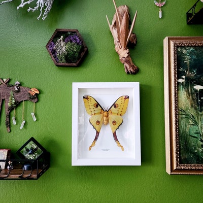 The Luna Moth in Box Frame actias Luna - Etsy