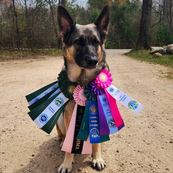 AKC Virtual Rally Title Ribbon Rosette - Novice, Intermediate, Advanced ...