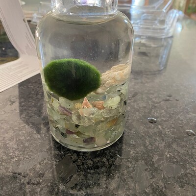 Floating Java Moss With Plant Anchor Live Aquarium Plant Terrarium ...