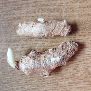 10 Ibicella lutea Seeds Martynia lutea Proboscidea lutea | Etsy