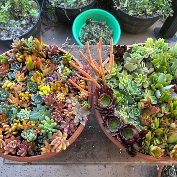 Live Succulent Arrangement in Two-tone Ceramic Bowl, Succulent Planter ...