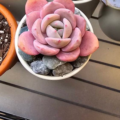 Echeveria Caviar/ Pachyphytum Caviar Imported Succulent - Etsy