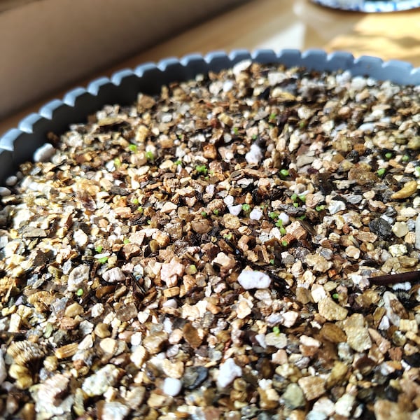 Cephalocleistocactus Ritteri Cactus Seeds - Etsy