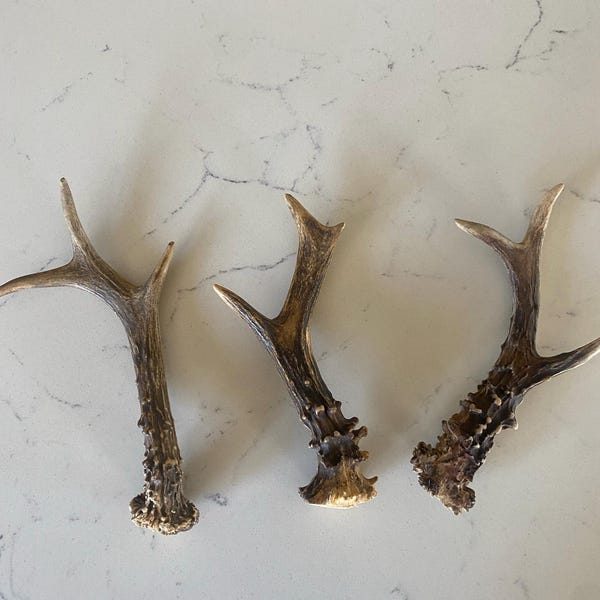 Premium Roe Deer Antlers | SINGLE Premium Quality Antler | Natural ...