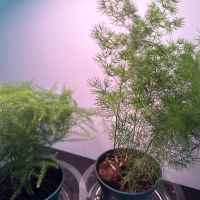 6 Ficus Lyrata Fiddle Leaf Fig LIVE PLANT Growers Pot House Plant ...